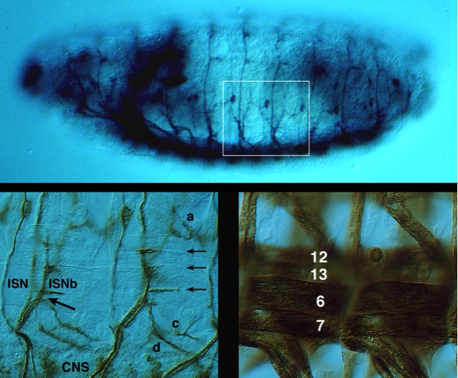 Research | Van Vactor Lab